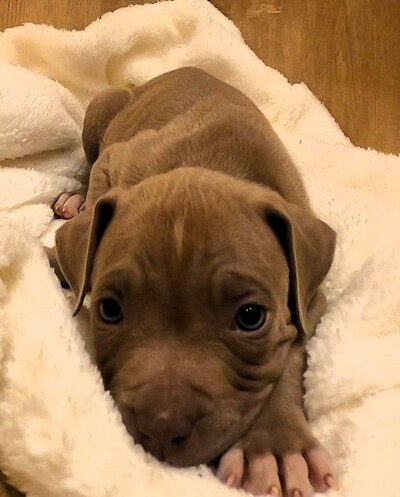 有限会社 ペットクラブ オーシャン｜沖縄県北中城のペットショップ オーシャンペット